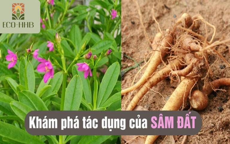 6 Tác Dụng Của Rau Sâm Đất – Bí Quyết Sống Khỏe
